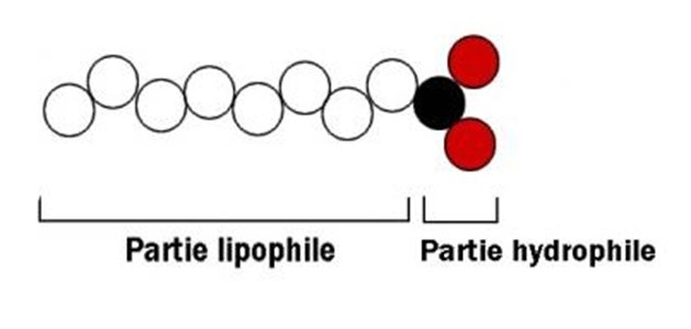 Experience sur la synthèse des liposomes :: Onconano